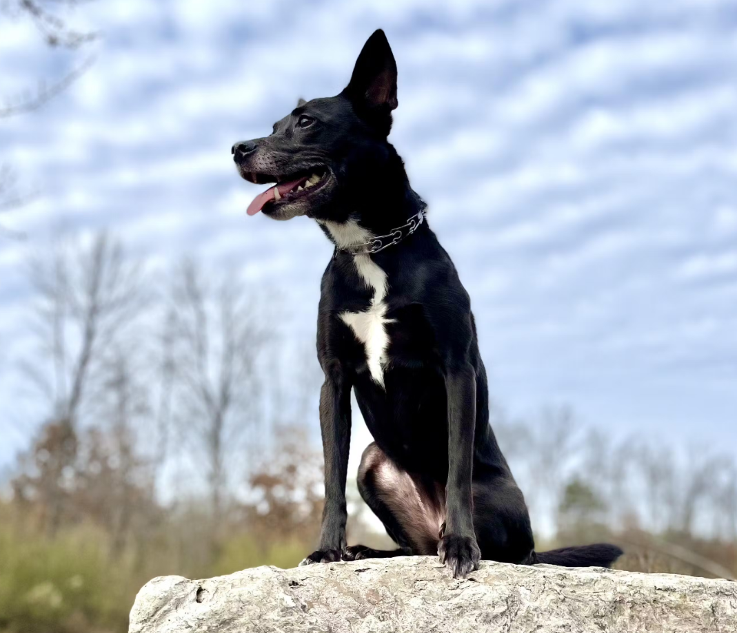 Raw, Real & Ready-To-Eat Dog Food Delivery | Little Hunter