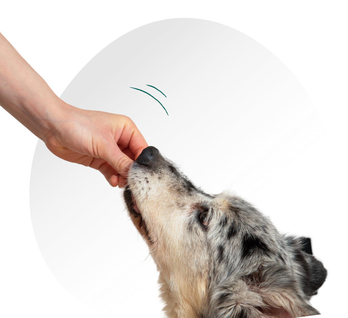 Raw, Real & Ready-To-Eat Dog Food Delivery | Little Hunter