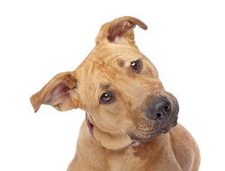 Faqs – Little Hunter