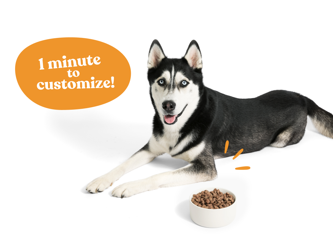 Little Hunter | Create your Plan