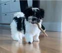 Raw, Real & Ready-To-Eat Dog Food Delivery | Little Hunter